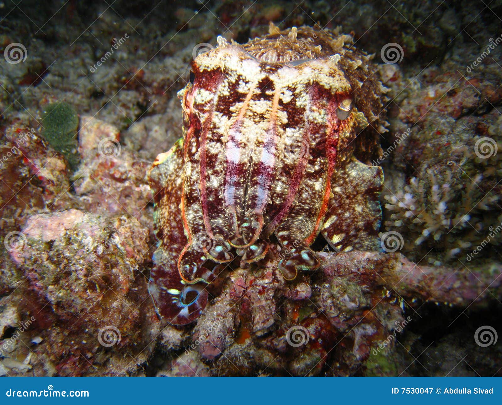 Cuttle fish stock image. Image of cuttle, maldives, encyclopedia - 7530047