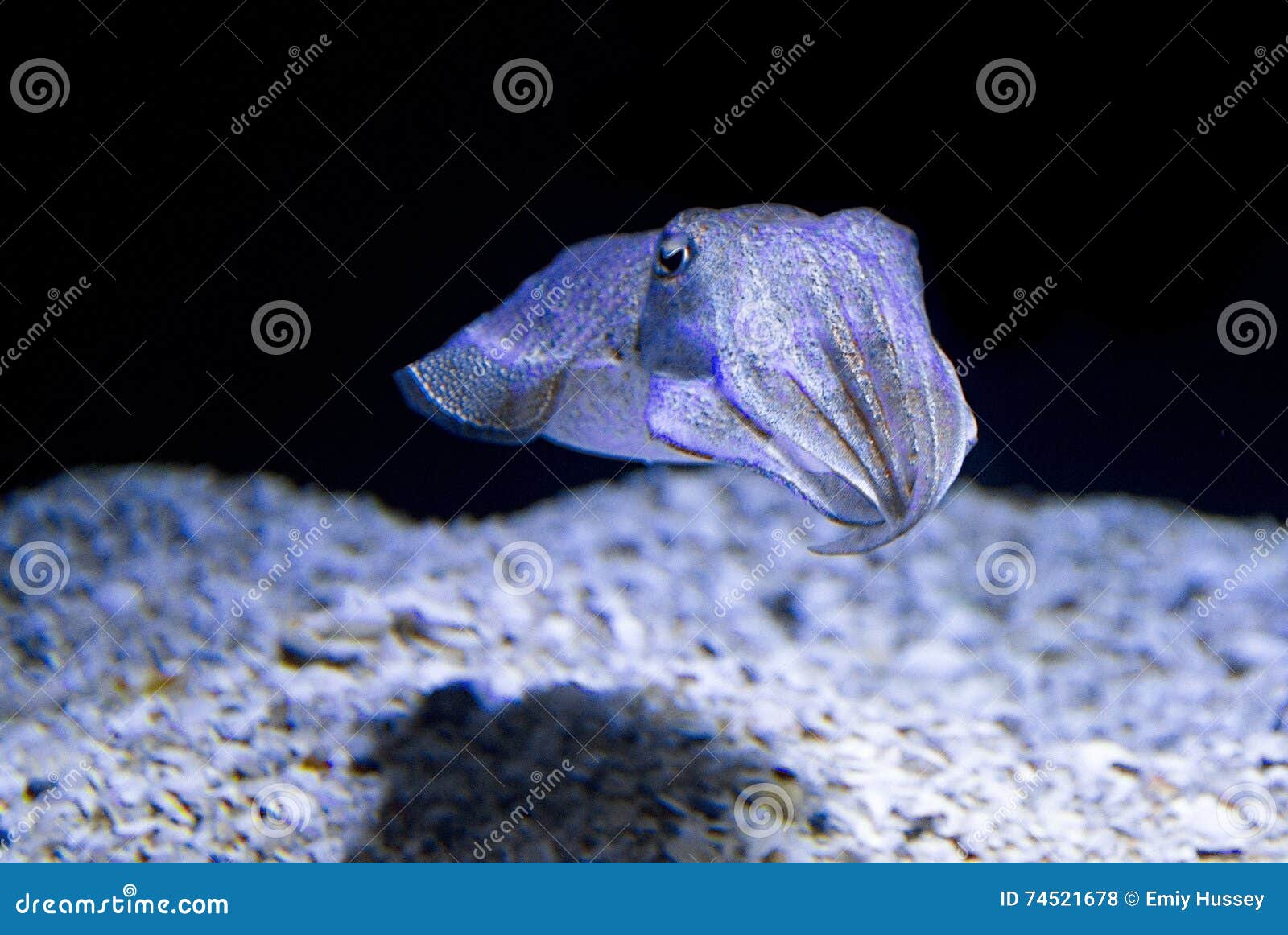 Cuttle Fish stock photo. Image of nature, ocean, water - 74521678