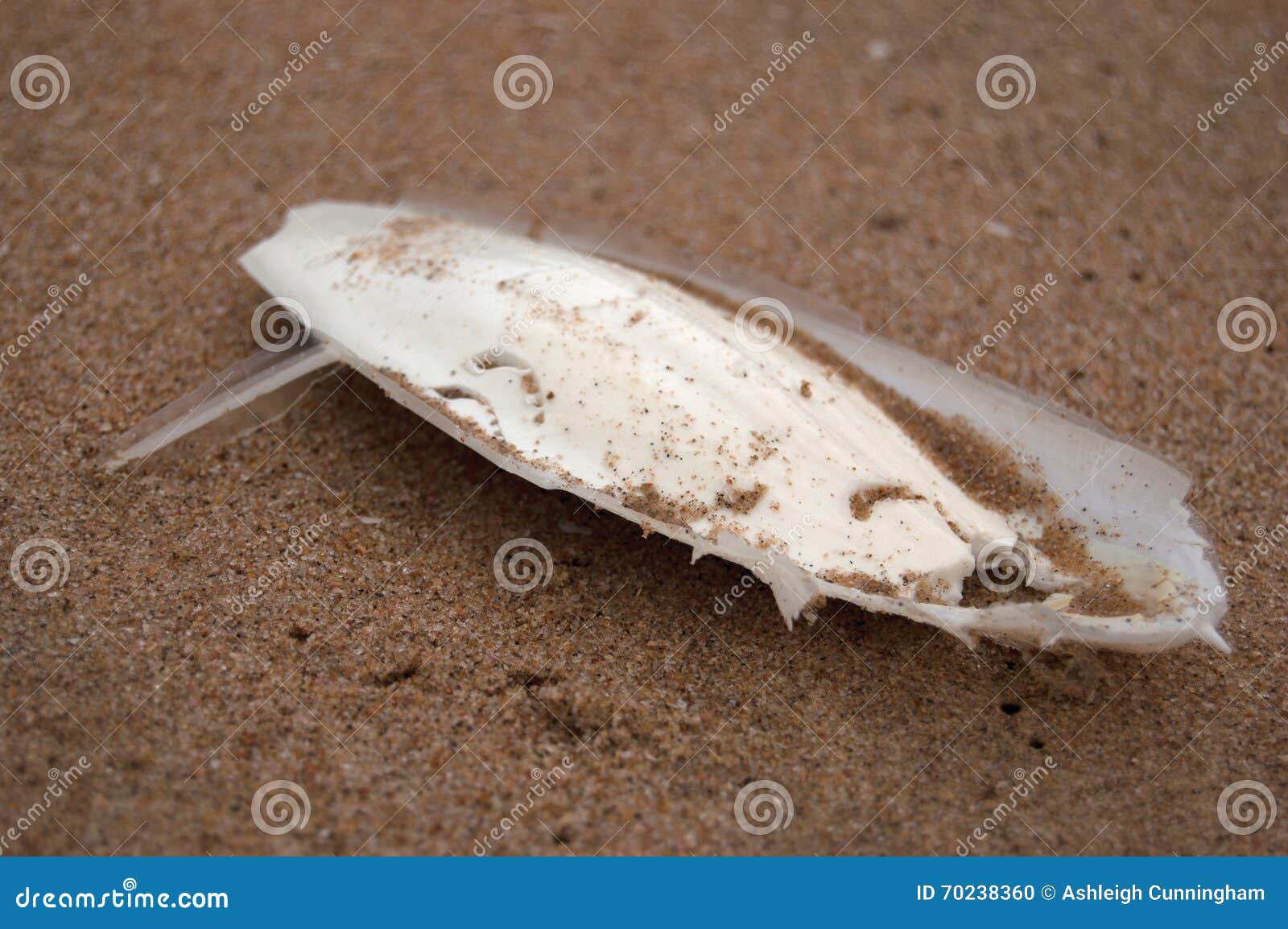 White Cuttle Fish Stock Images - Download 222 Royalty Free Photos