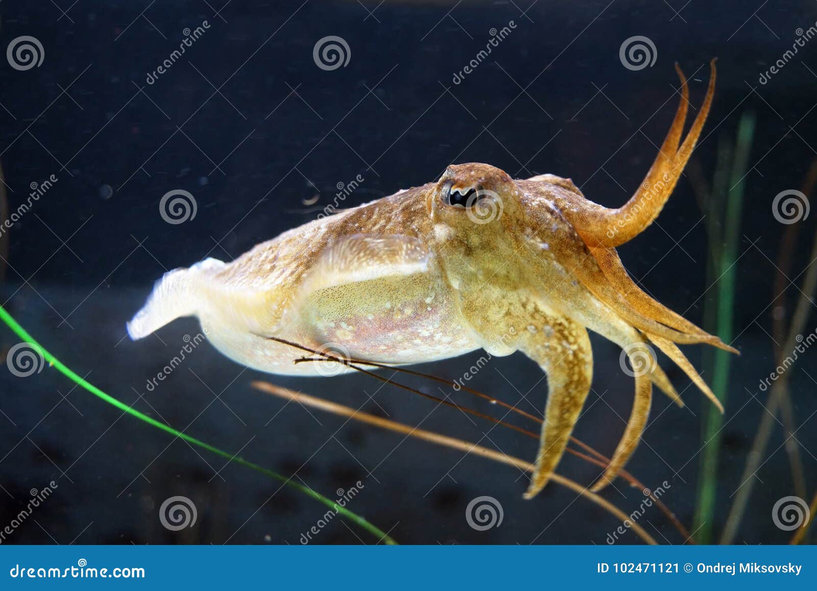 Cuttle fish in the ocean stock image. Image of delicate - 102471121