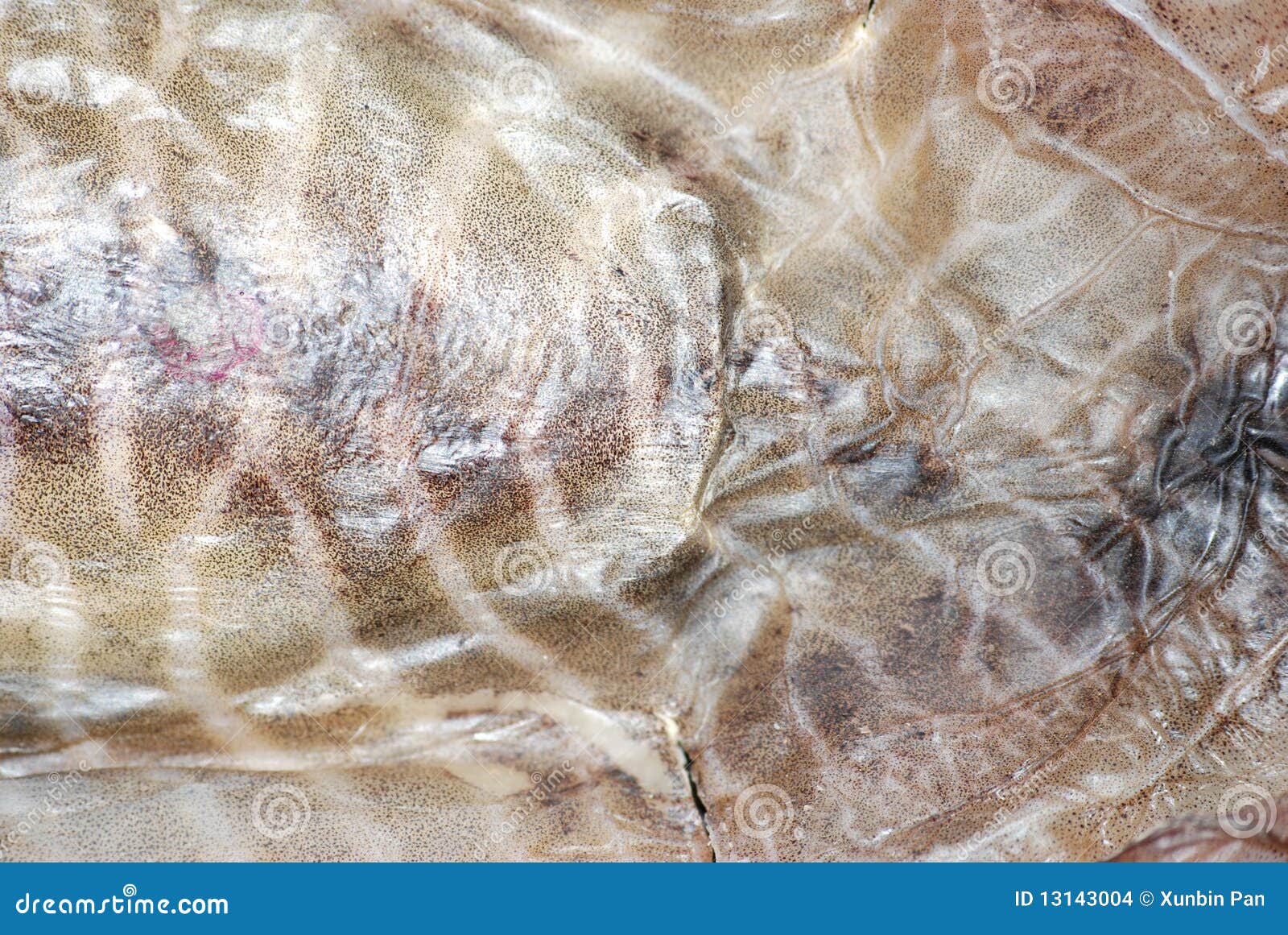 Fish Skin Injured By Chemicals Under The Microscope Stock Photo ...