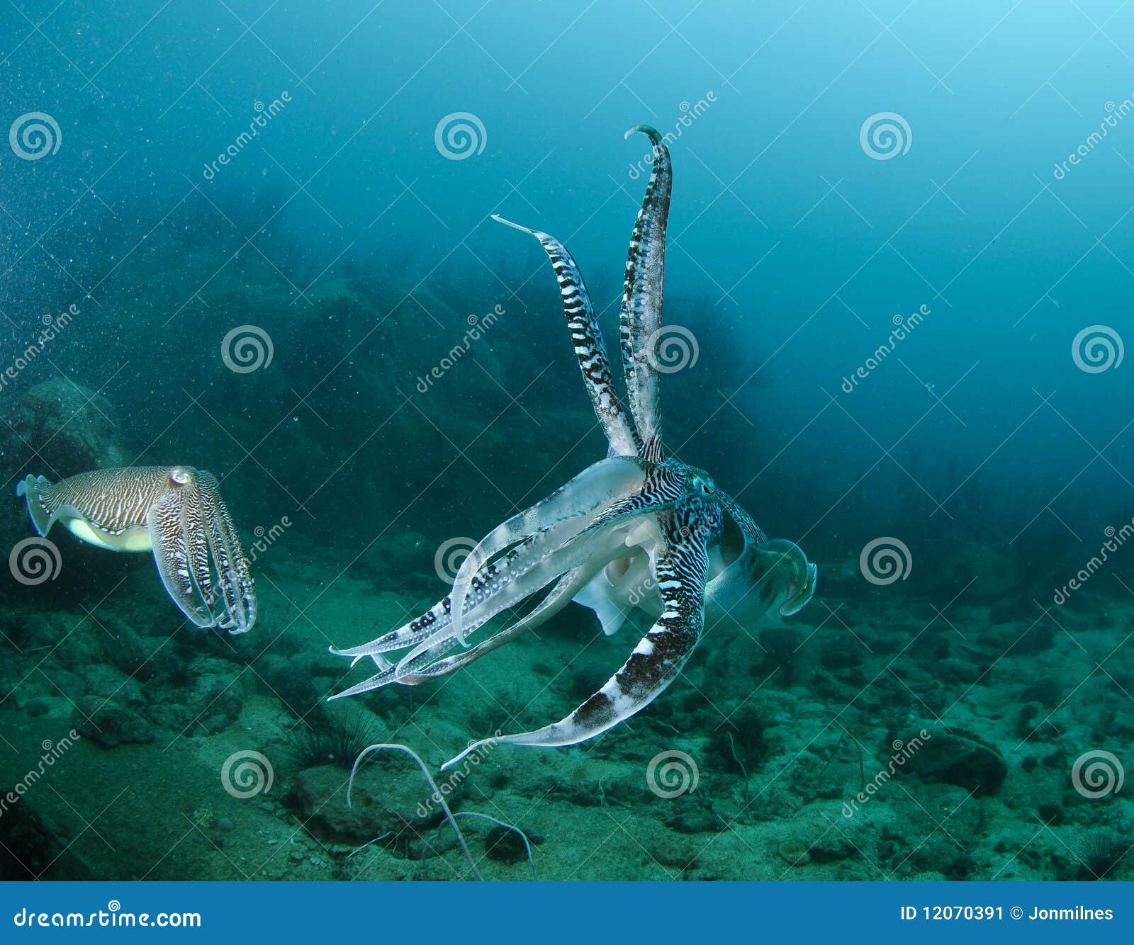 Cuttle fish swimming stock image. Image of nature, hard - 12070391