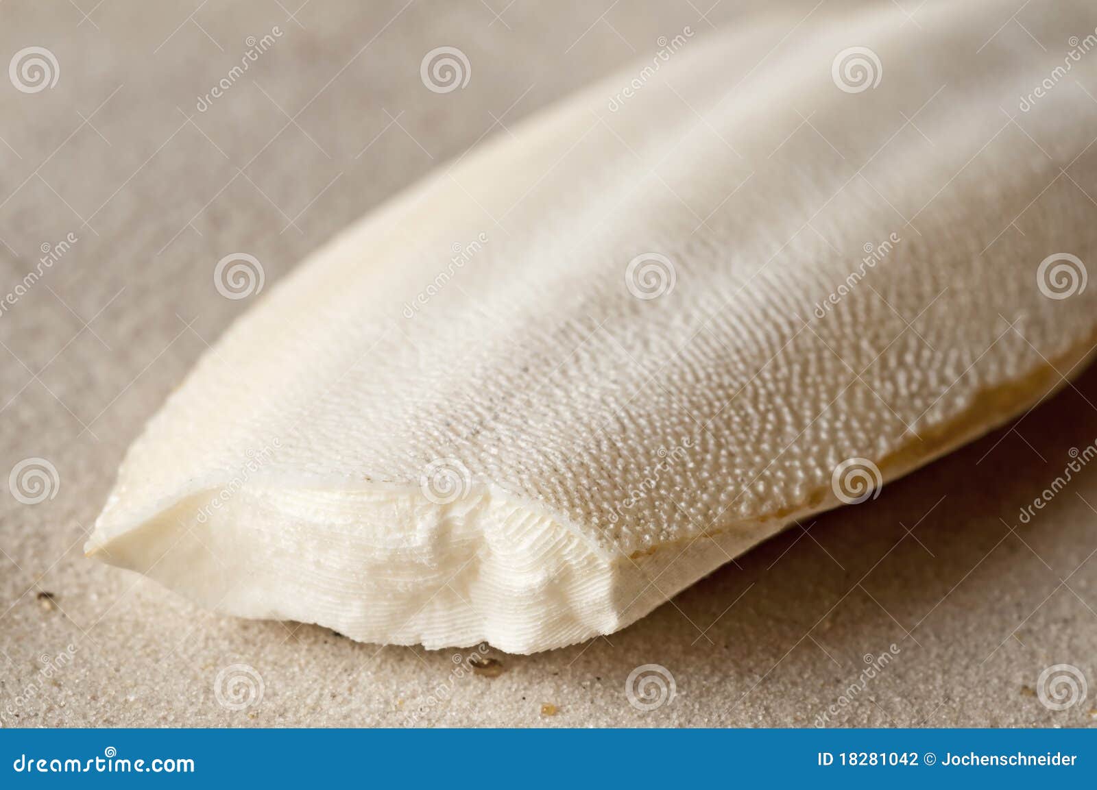 Cuttlebone stock photo. Image of rubstone, cuttlefish - 18281042