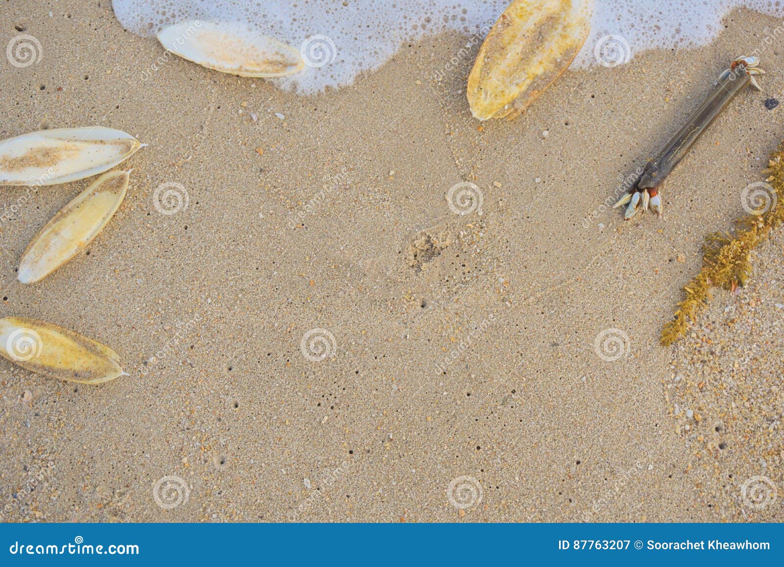 Cuttlebone and Barnacle on the Beach. Stock Image - Image of white ...