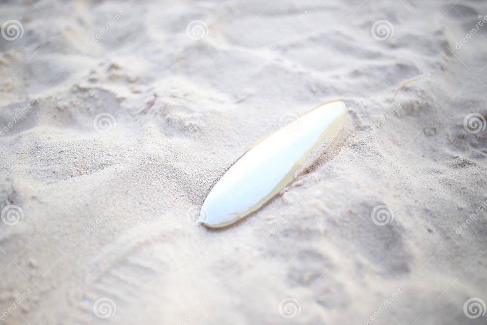 Cuttlebone stock image. Image of cuttlebone, beach, cuttlefish - 96814919