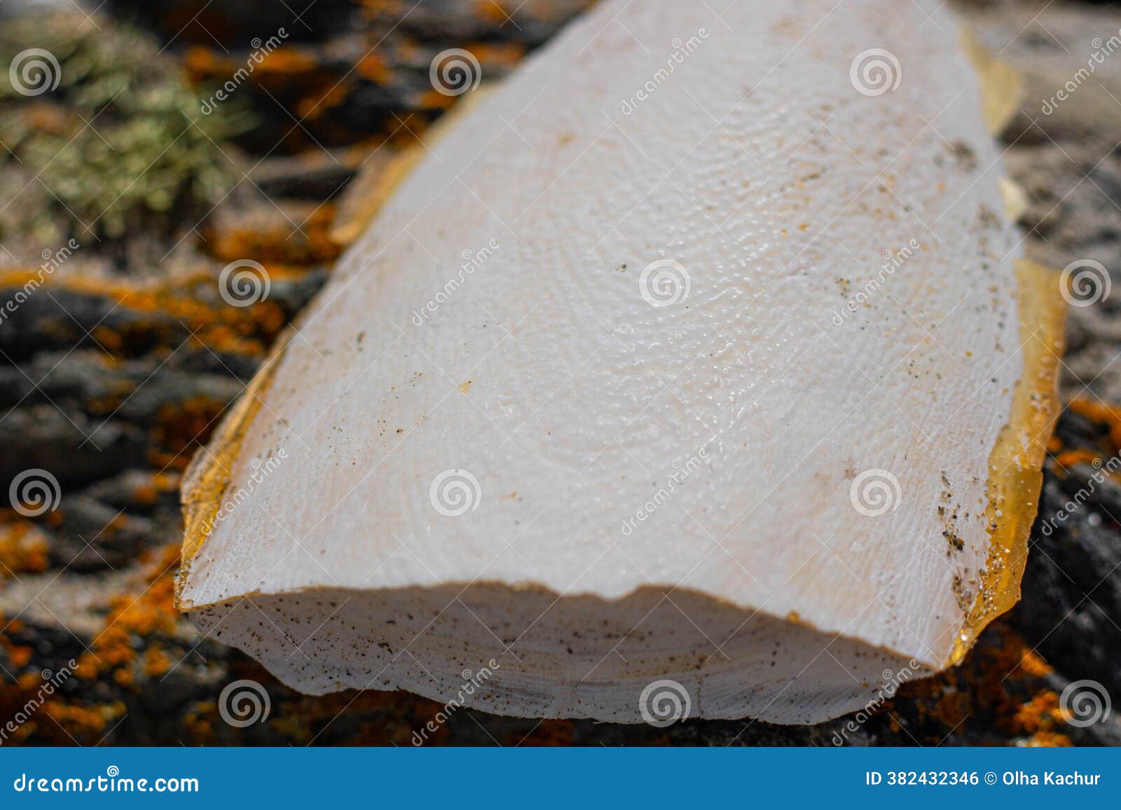 The Internal Shell Or Bone Of Dead Cuttlefish. Cuttlefish Bone On ...