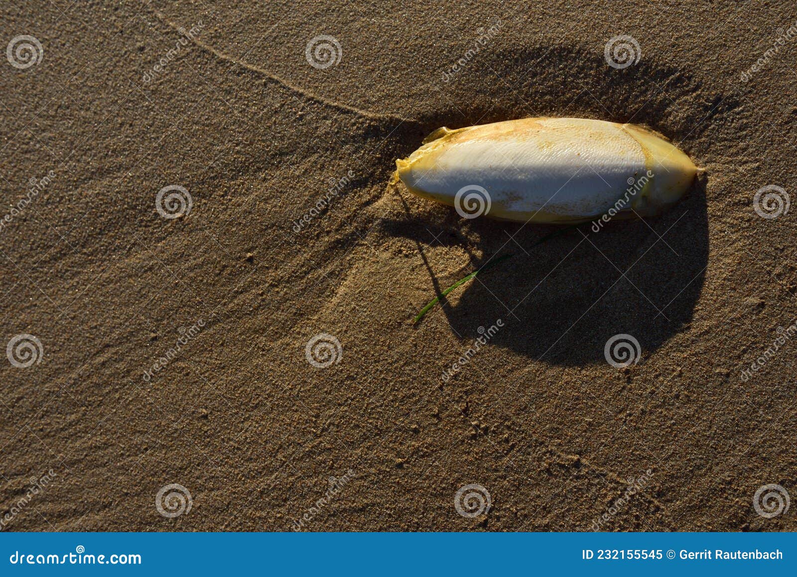 A Cuttlebone is Not a Bone, but Rather the Internal Shell of the ...