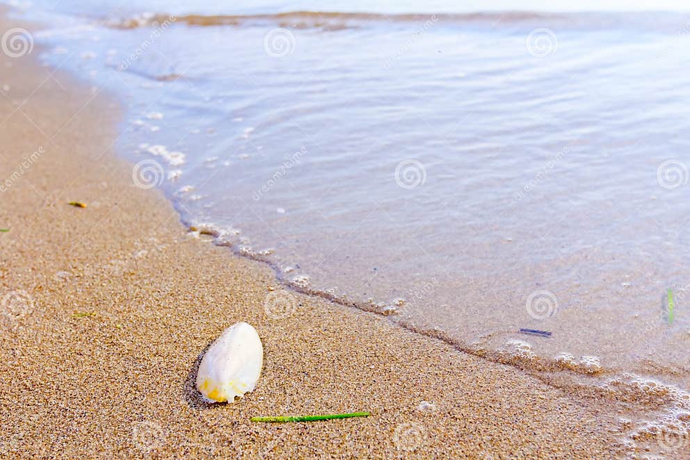Cuttlebone is on the Sandy Beach Stock Image - Image of aquatic, sand ...