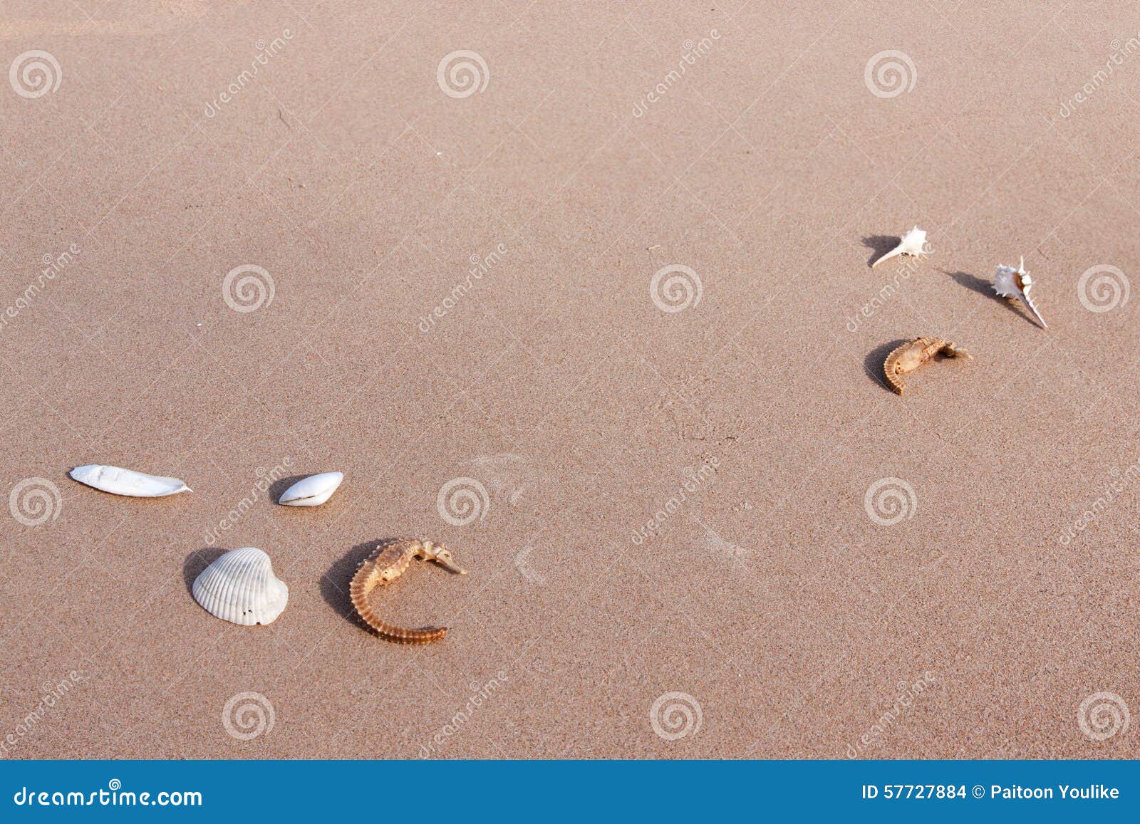 Cuttlebone and sea horse stock photo. Image of vacations - 57727884