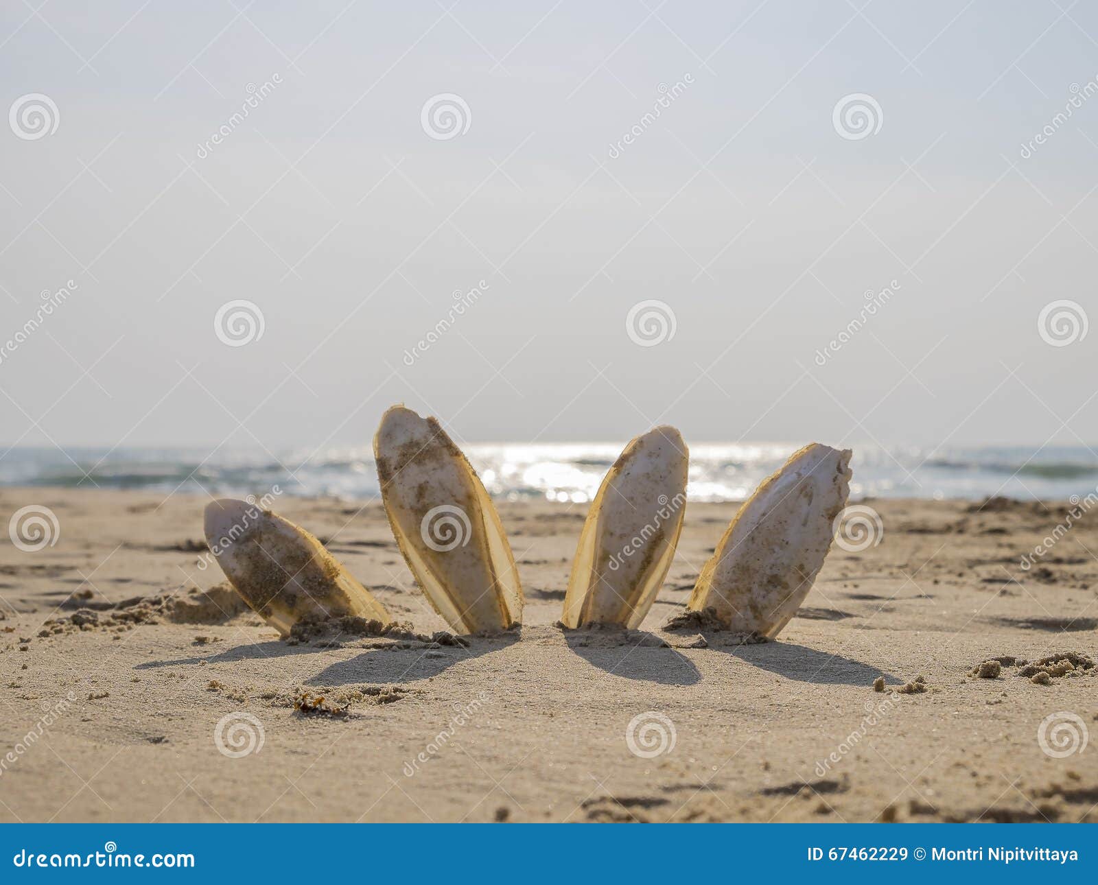 Cuttlebones Set Up on the Beaches . Stock Image - Image of cuttlefish ...