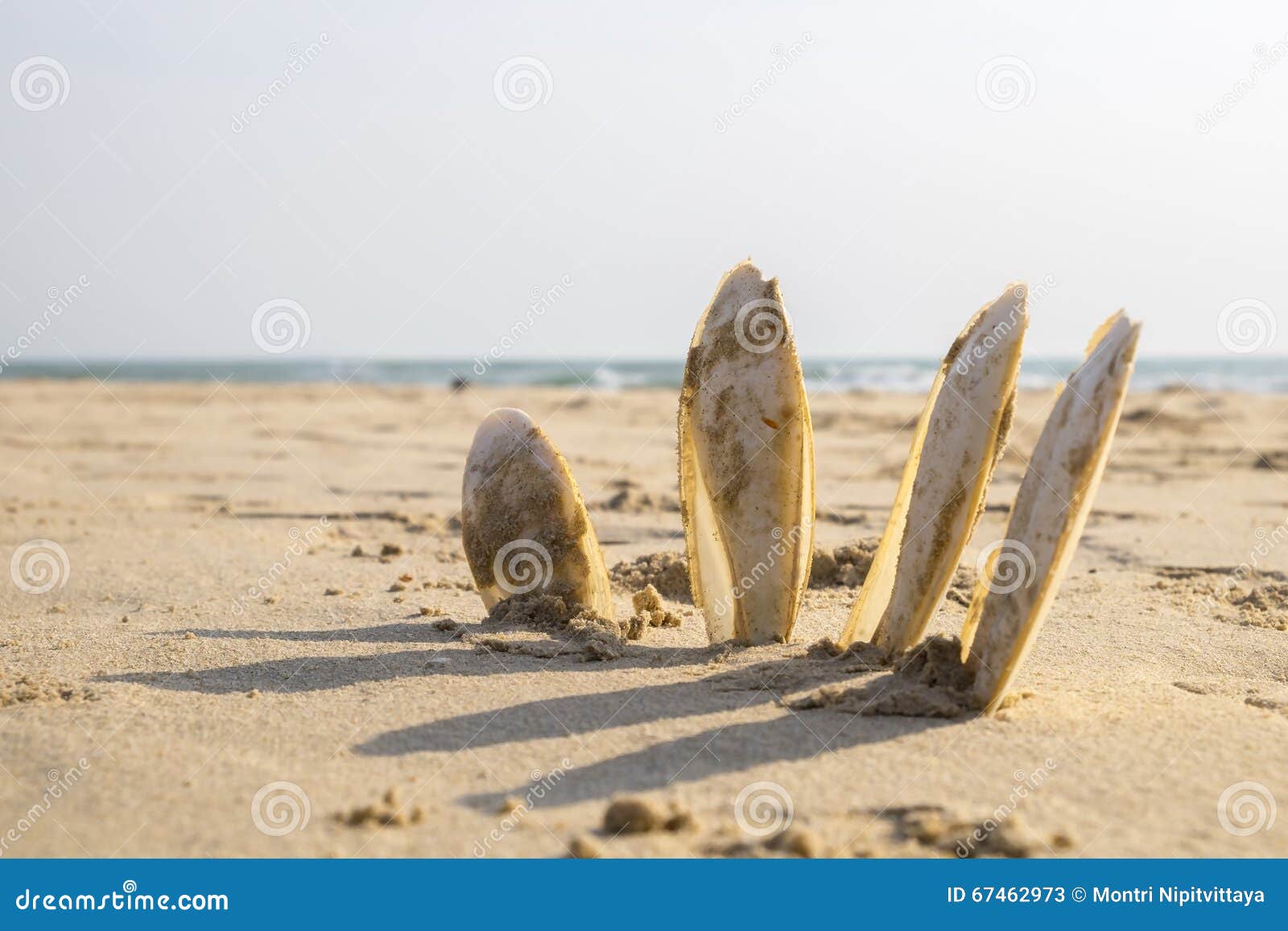 Cuttlebones Set Up on the Beaches . Stock Image - Image of shell ...