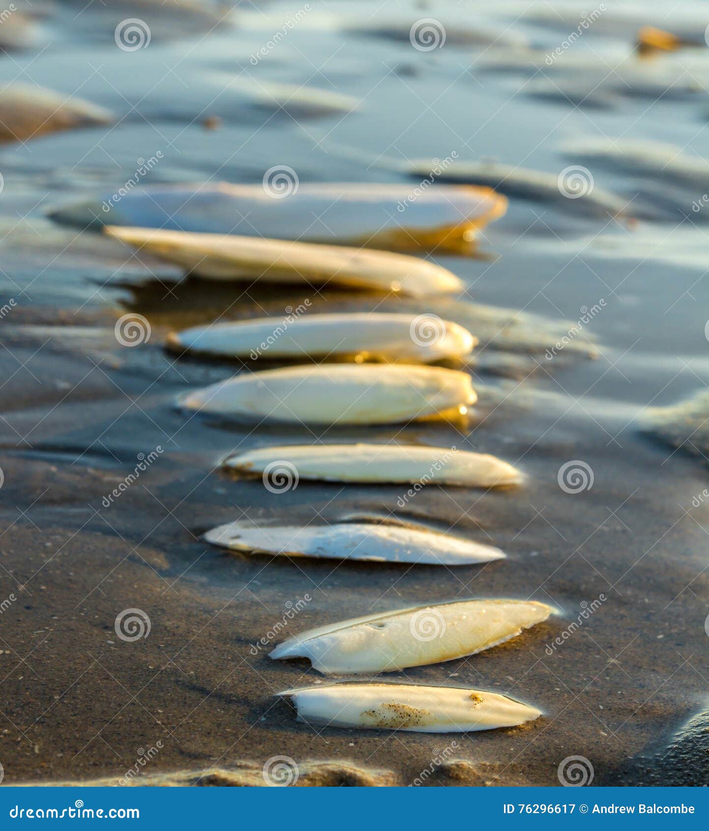 Cuttlebones on the shore stock image. Image of cage, sepiida - 76296617