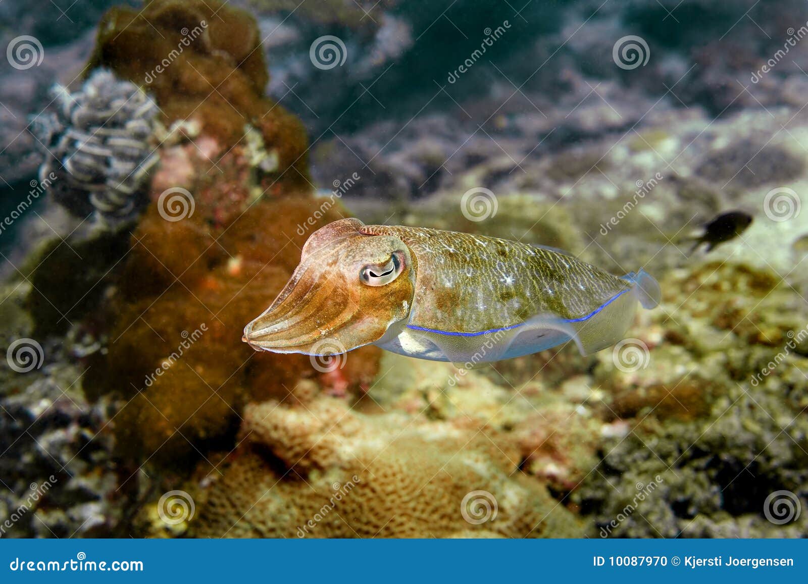Cuttlefish stock photo. Image of asia, fish, maldives - 10087970