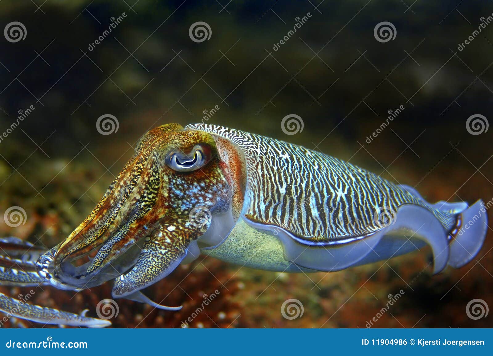 Cuttlefish stock photo. Image of swim, cuttle, fish, fiji - 11904986