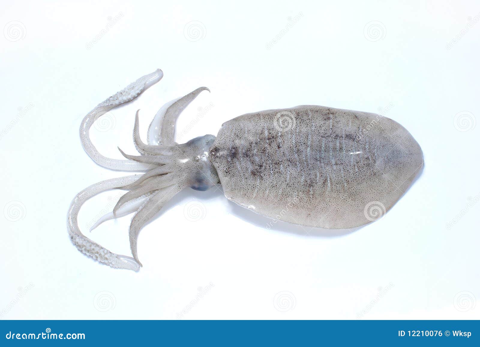 Cuttlefish stock photo. Image of squid, marine, pest - 12210076