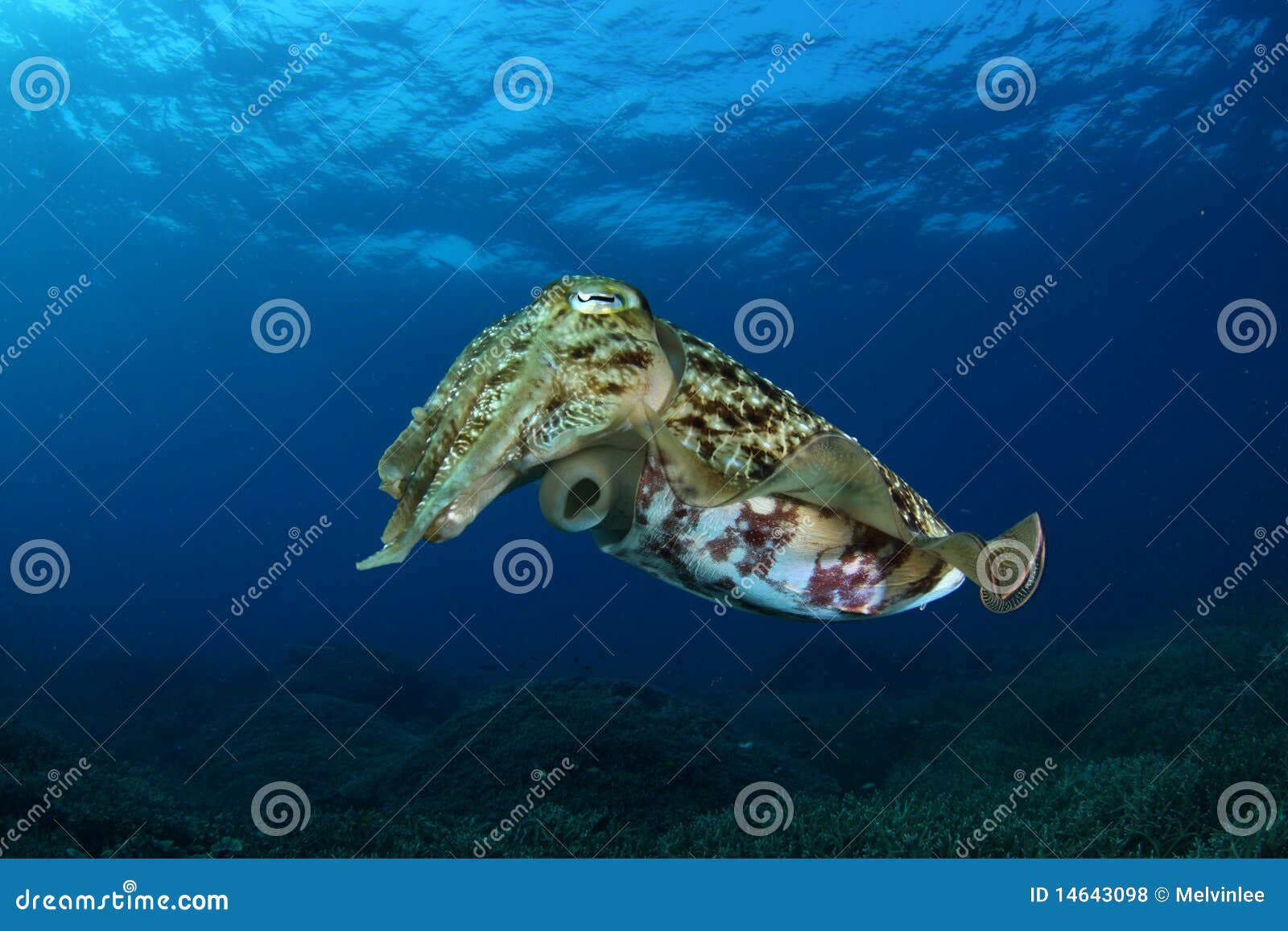 Cuttlefish stock photo. Image of tentacles, life, scuba - 14643098