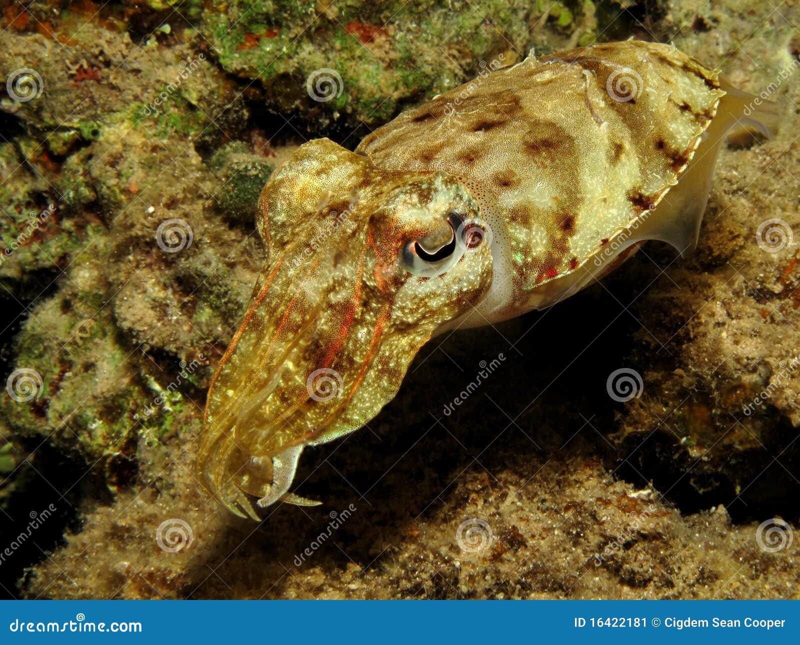 Cuttlefish stock image. Image of cuttle, fish, dive, nature - 16422181