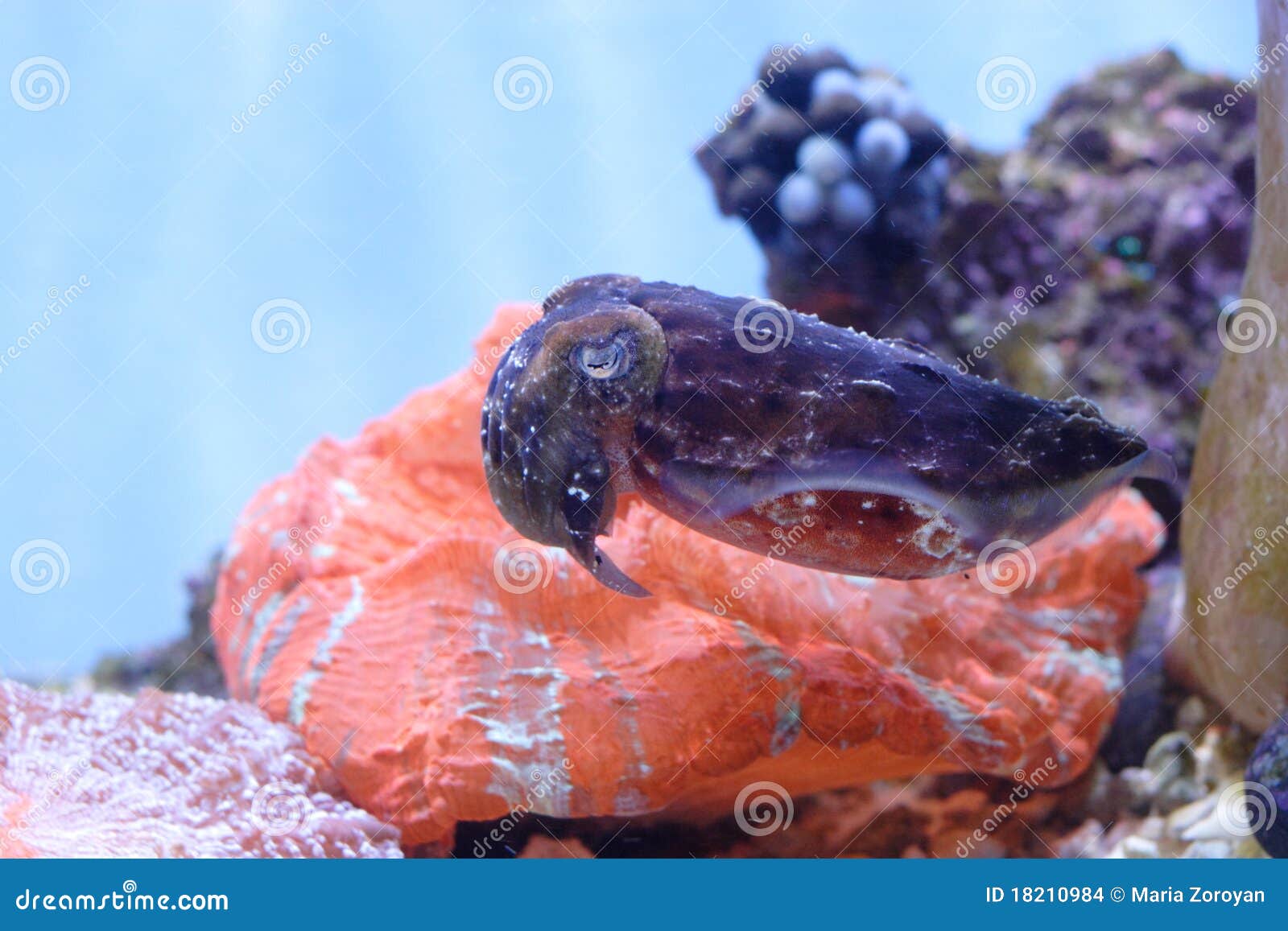 Cuttlefish stock photo. Image of nature, invertebrate - 18210984