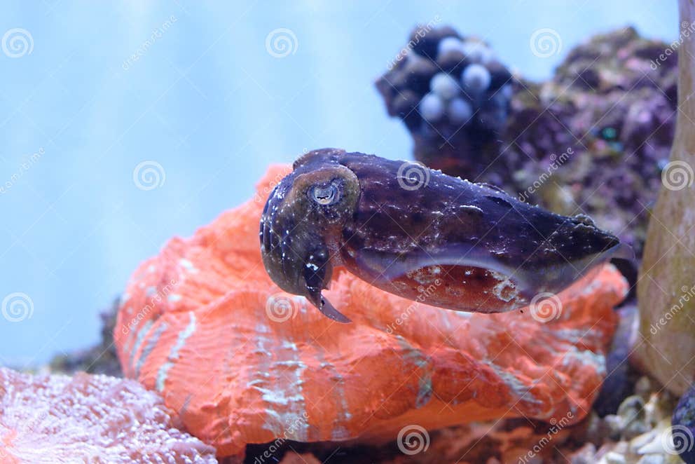 Cuttlefish stock photo. Image of nature, invertebrate - 18210984