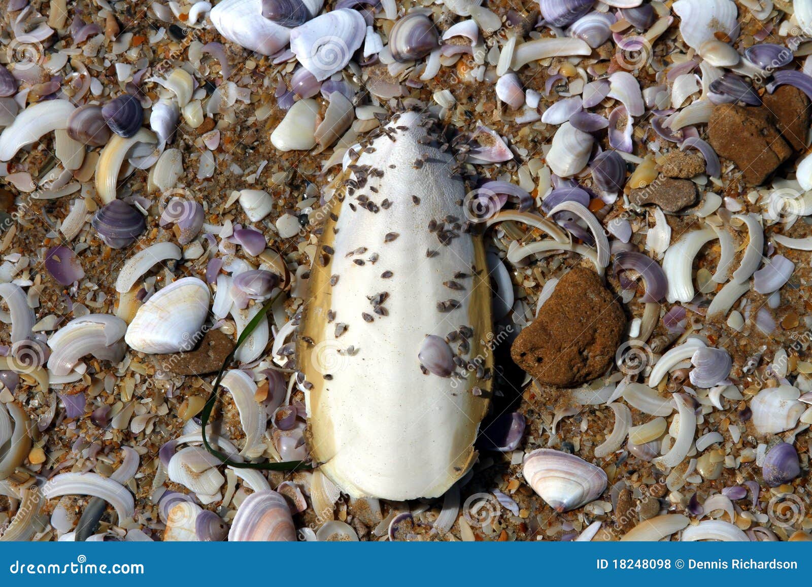 Cuttlefish stock photo. Image of beach, water, australia - 18248098