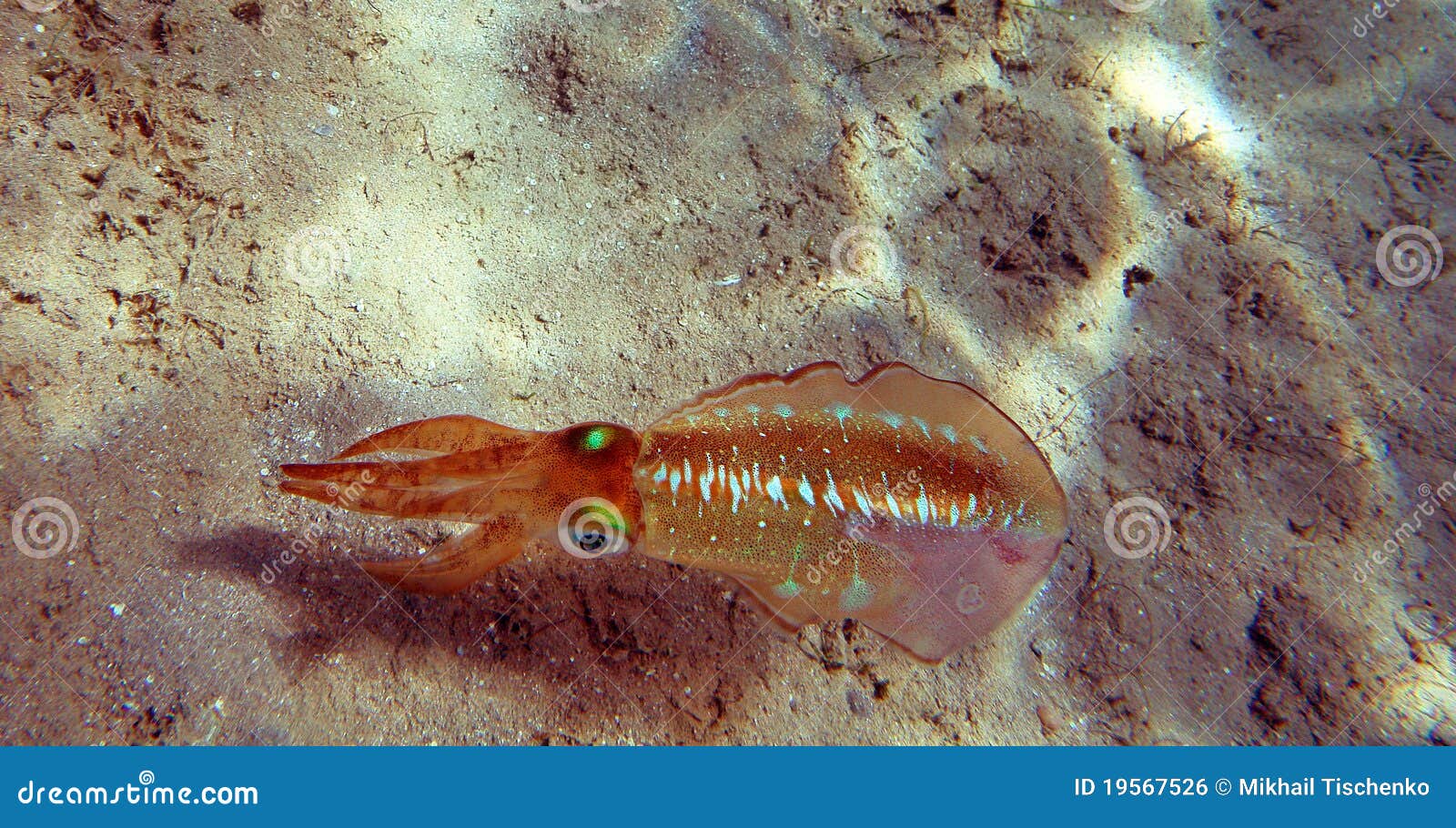 Cuttlefish stock photo. Image of leisure, nature, diving - 19567526