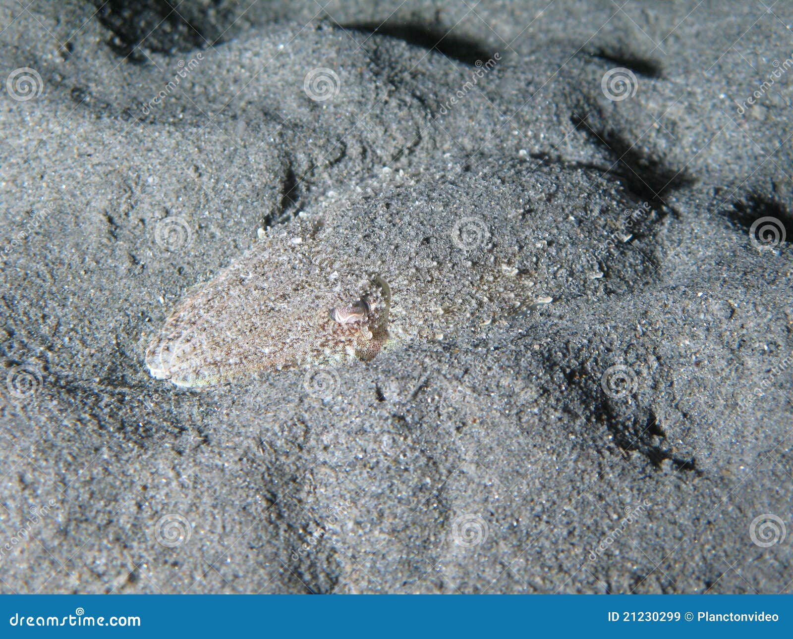 424 Mimetism Photos - Free & Royalty-Free Stock Photos from Dreamstime