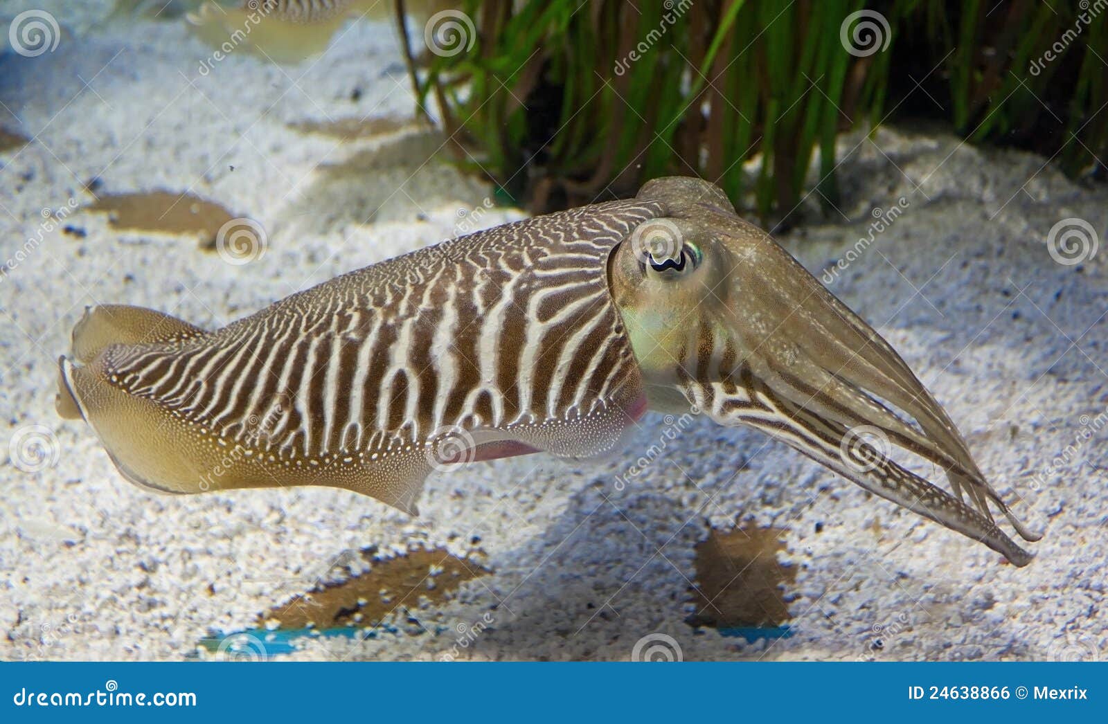 Cuttlefish stock photo. Image of exploration, marine - 24638866