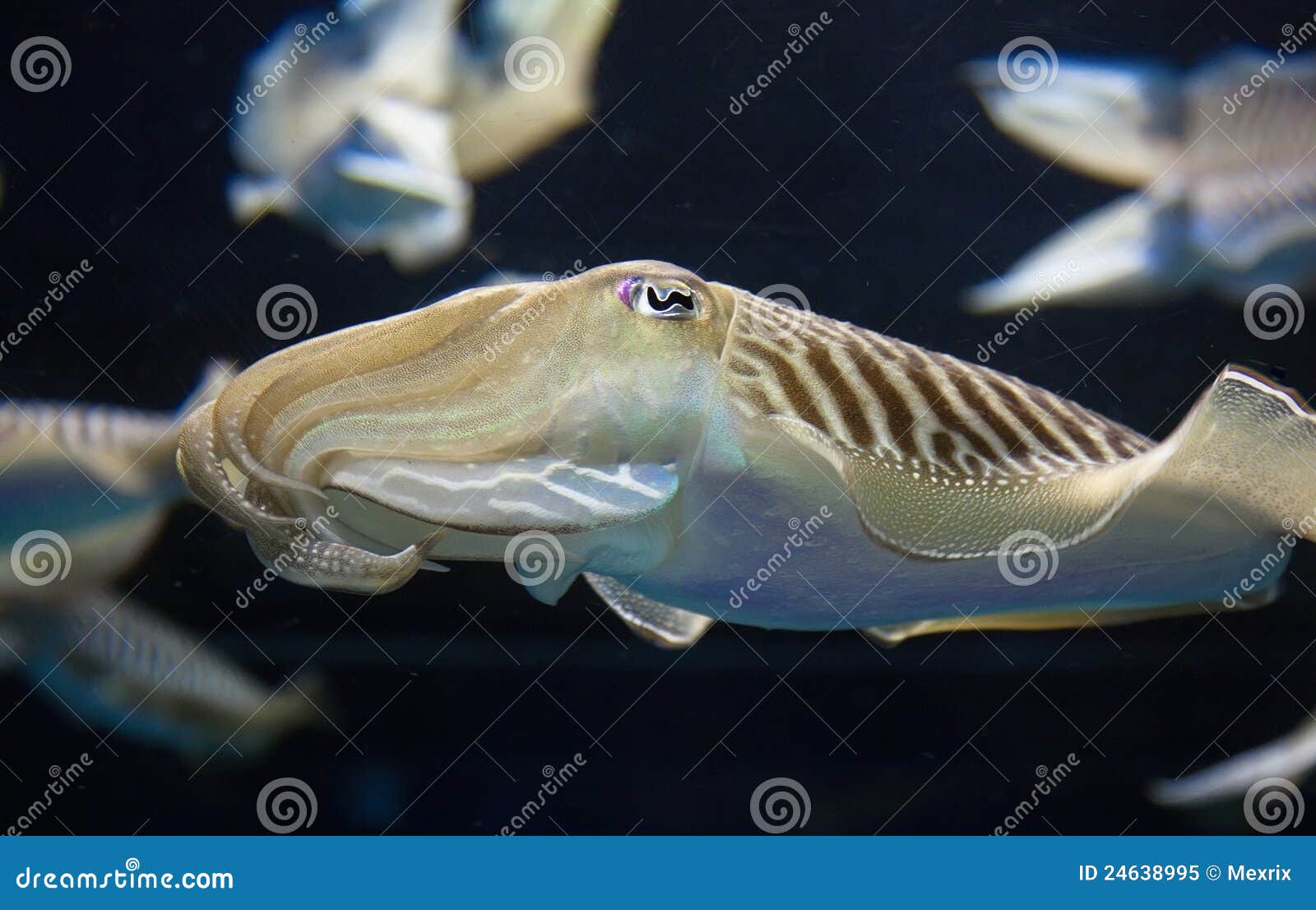 Cuttlefish stock image. Image of brown, fresh, close - 24638995