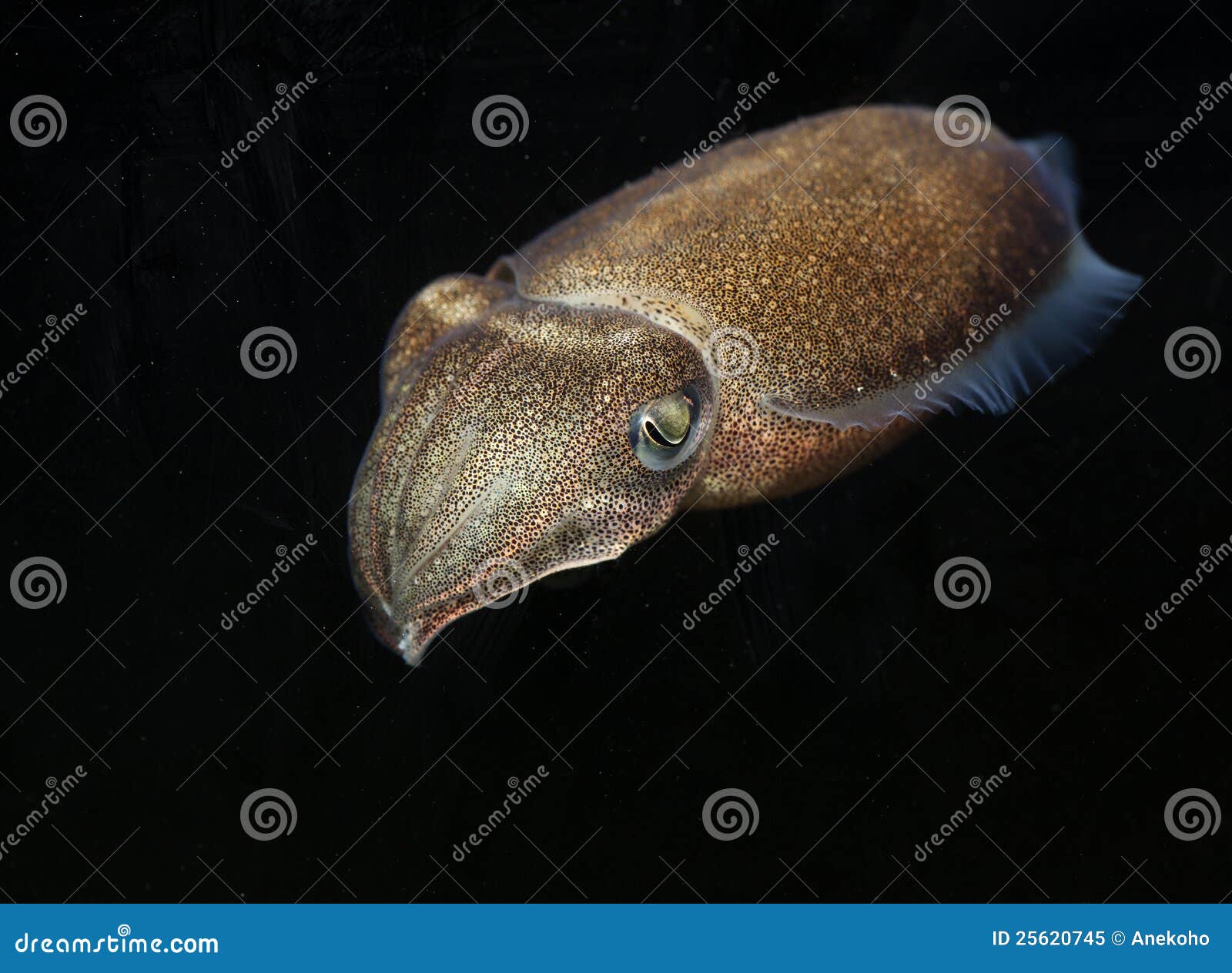 Cuttlefish stock image. Image of divig, exploration, mollusk - 25620745