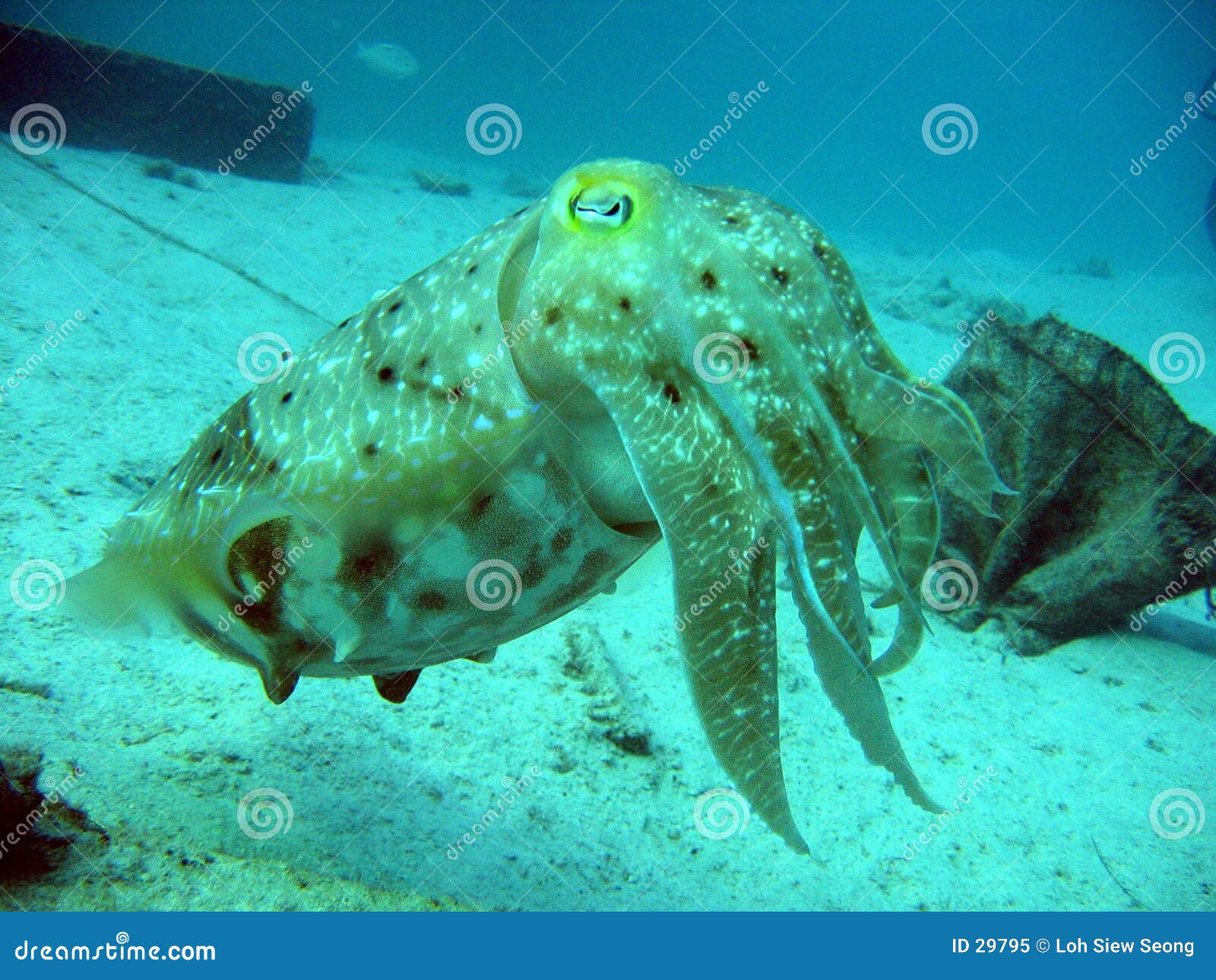 Cuttlefish stock image. Image of glide, cuttlefish, intelligent - 29795