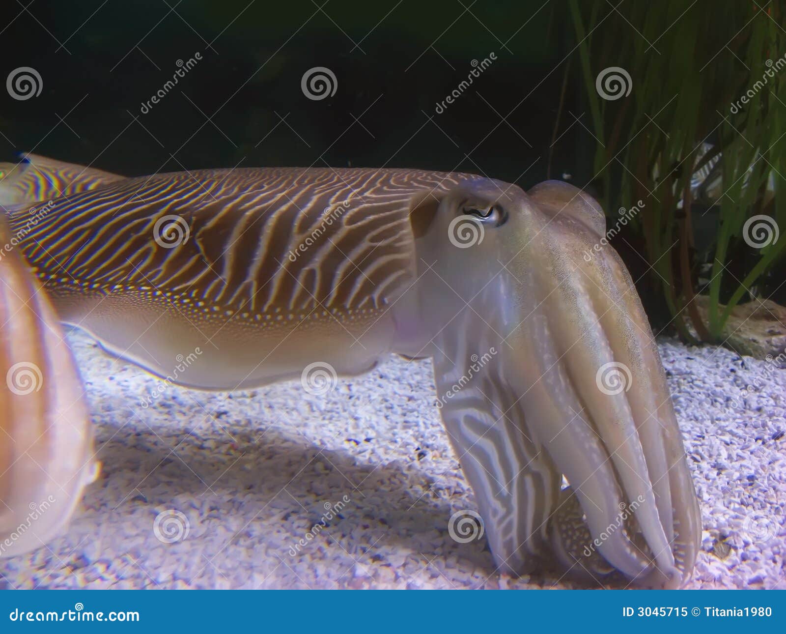 Cuttlefish stock image. Image of animal, environment, specie - 3045715