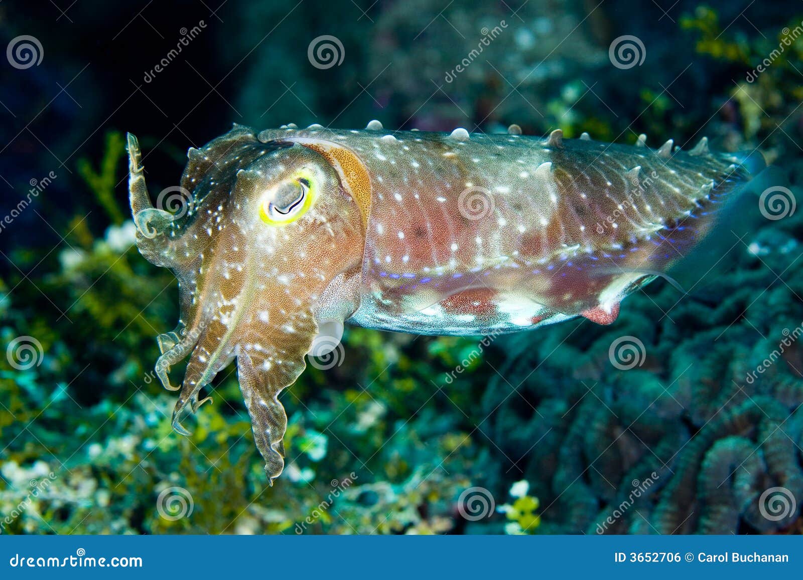 Cuttlefish stock photo. Image of cephalopod, colorful - 3652706