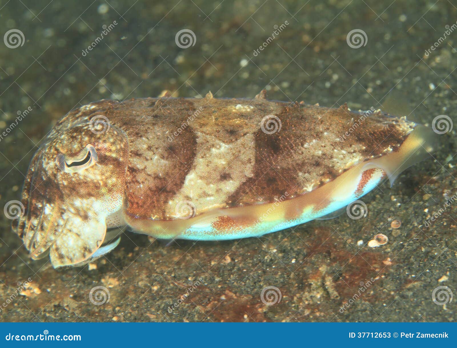 Cuttlefish stock image. Image of sepiida, animal, wildlife - 37712653