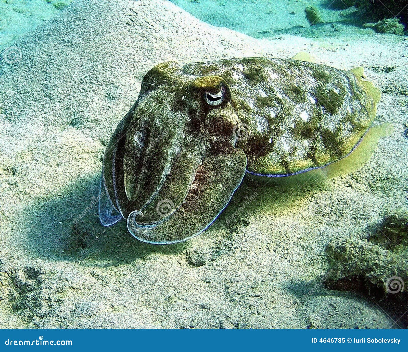 Cuttlefish stock image. Image of submarine, corals, cephalopoda - 4646785