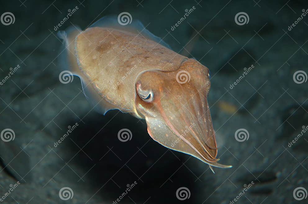 Cuttlefish stock image. Image of cephalopoda, class, arms - 578583
