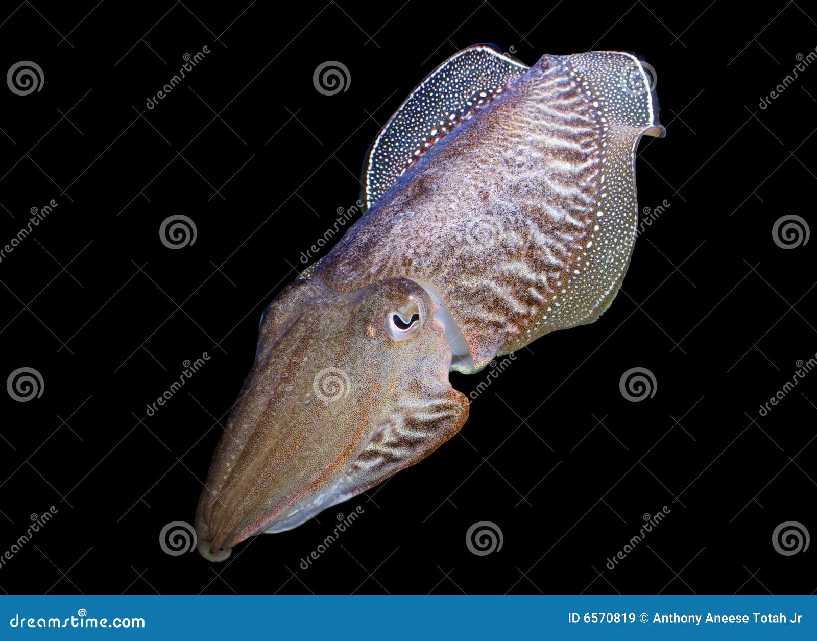 Cuttlefish stock image. Image of squid, fish, cuttle, leucophores - 6570819