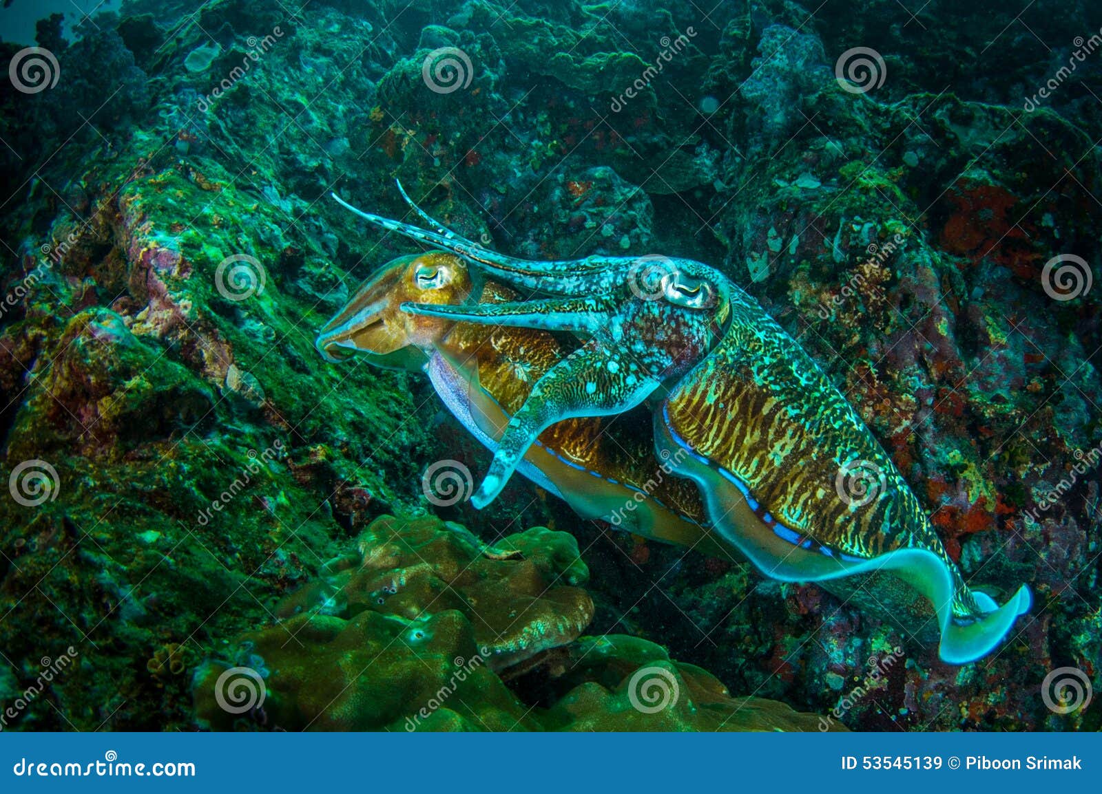 Cuttlefish stock image. Image of snorkeling, fauna, colorful - 53545139