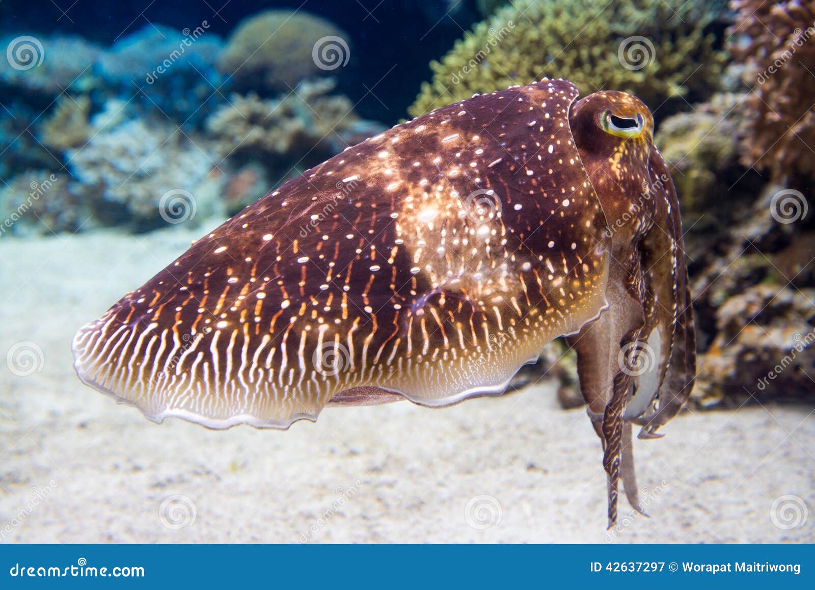 Cuttlefish in aquarium stock image. Image of frilly, diving - 42637297
