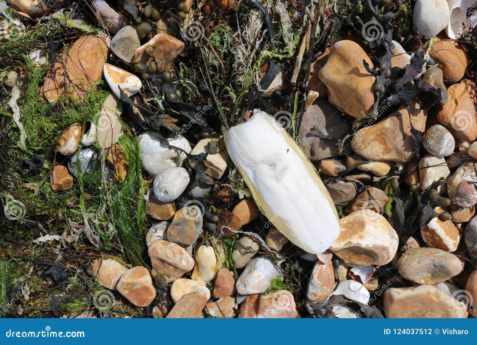 Cuttlefish bone stock photo. Image of life, pebbles - 124037512