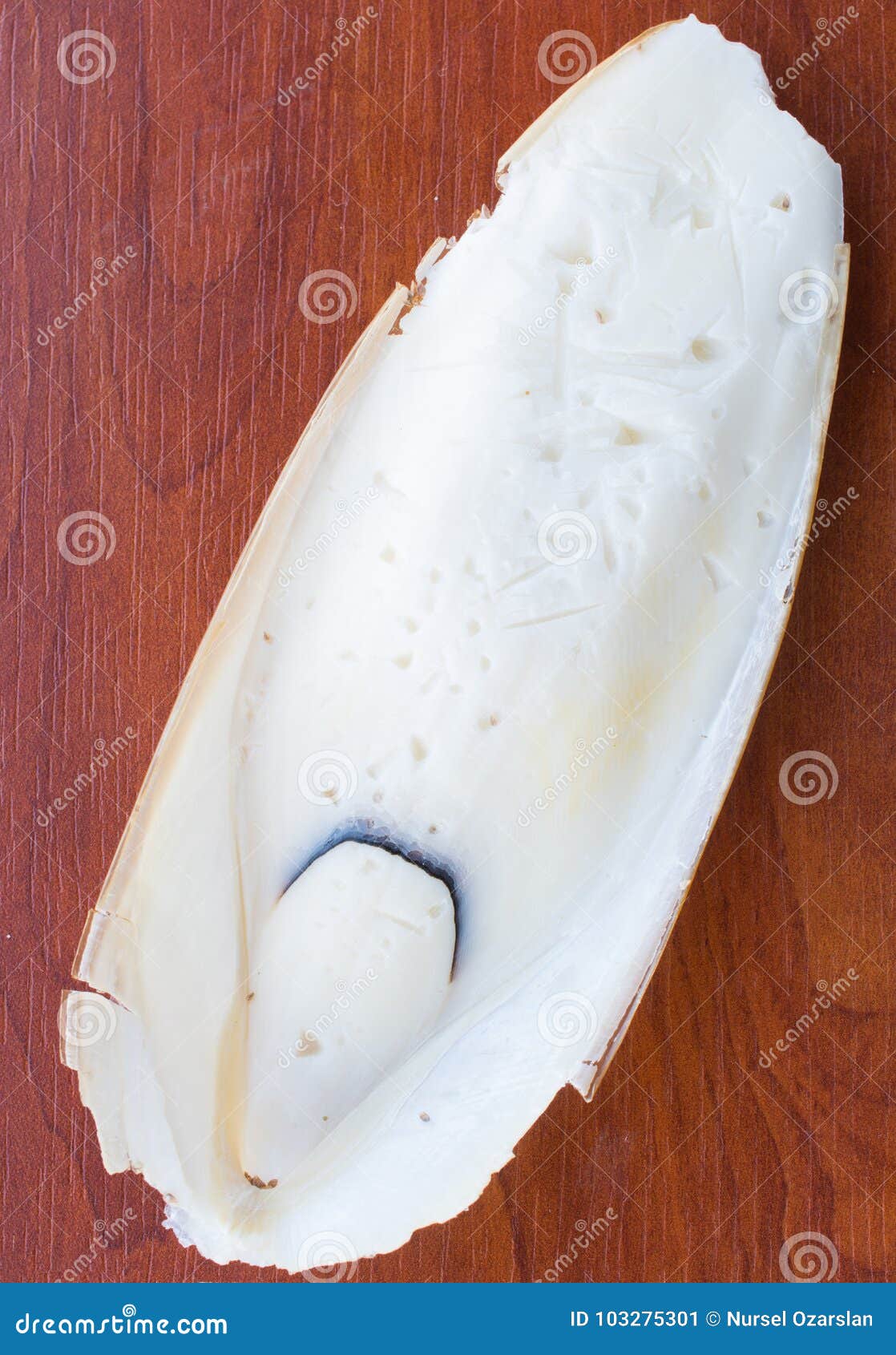 Cuttlefish bone stock image. Image of bone, dead, squid - 103275301