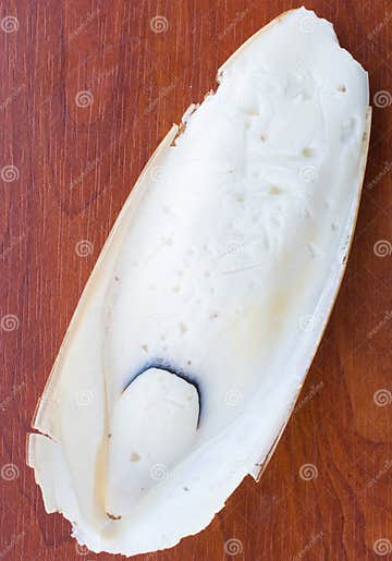 Cuttlefish bone stock image. Image of bone, dead, squid - 103275301