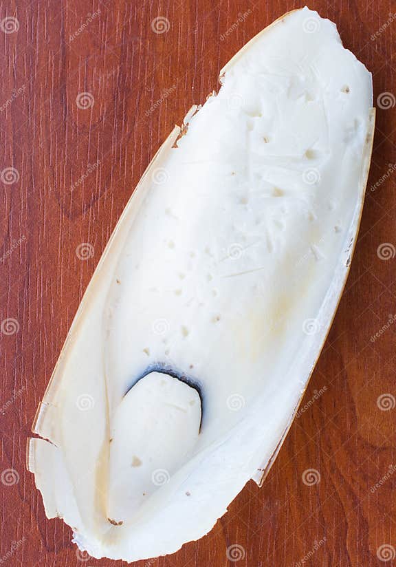 Cuttlefish bone stock image. Image of bone, dead, squid - 103275301