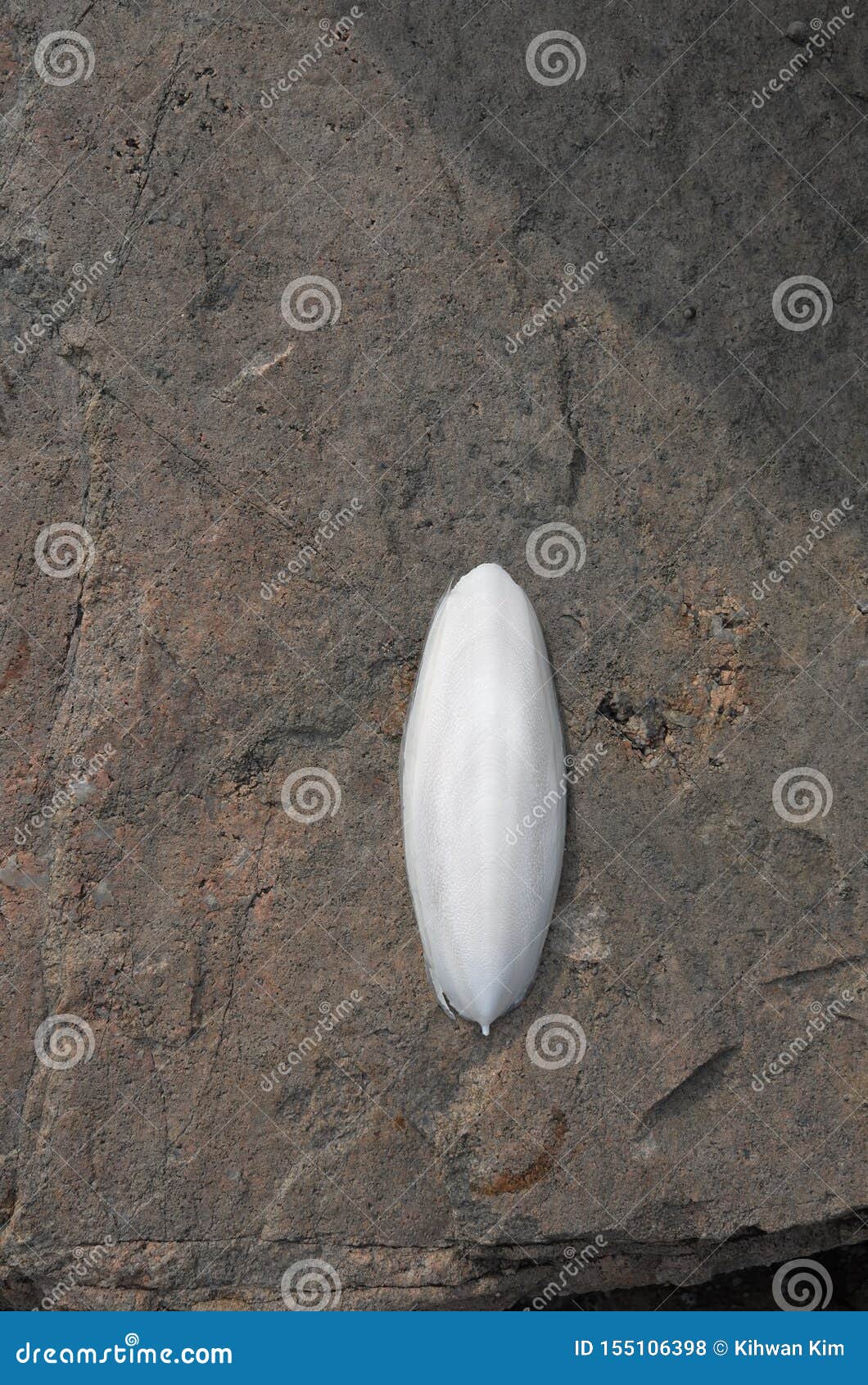 Cuttlefish Bone Found at Tidal Beach Stock Photo - Image of remains ...