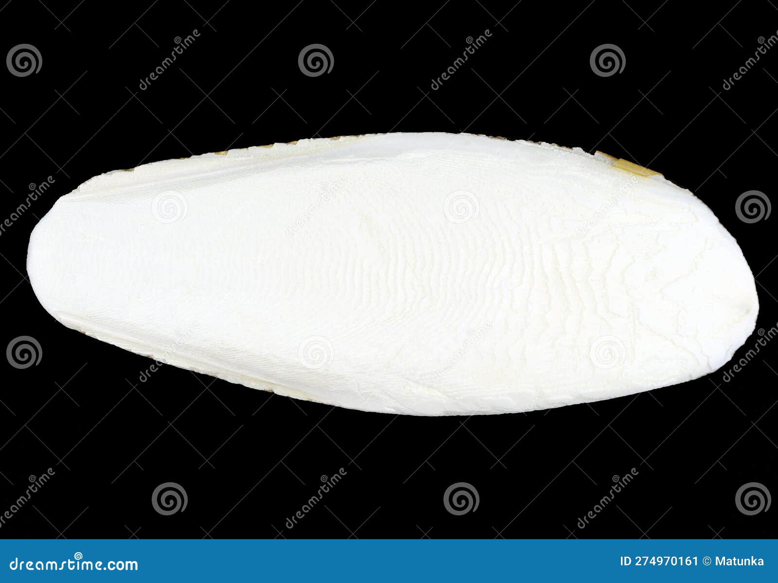 Cuttlefish Bone - Shell of Cuttlefish, Used for Beak Grinding and As a ...