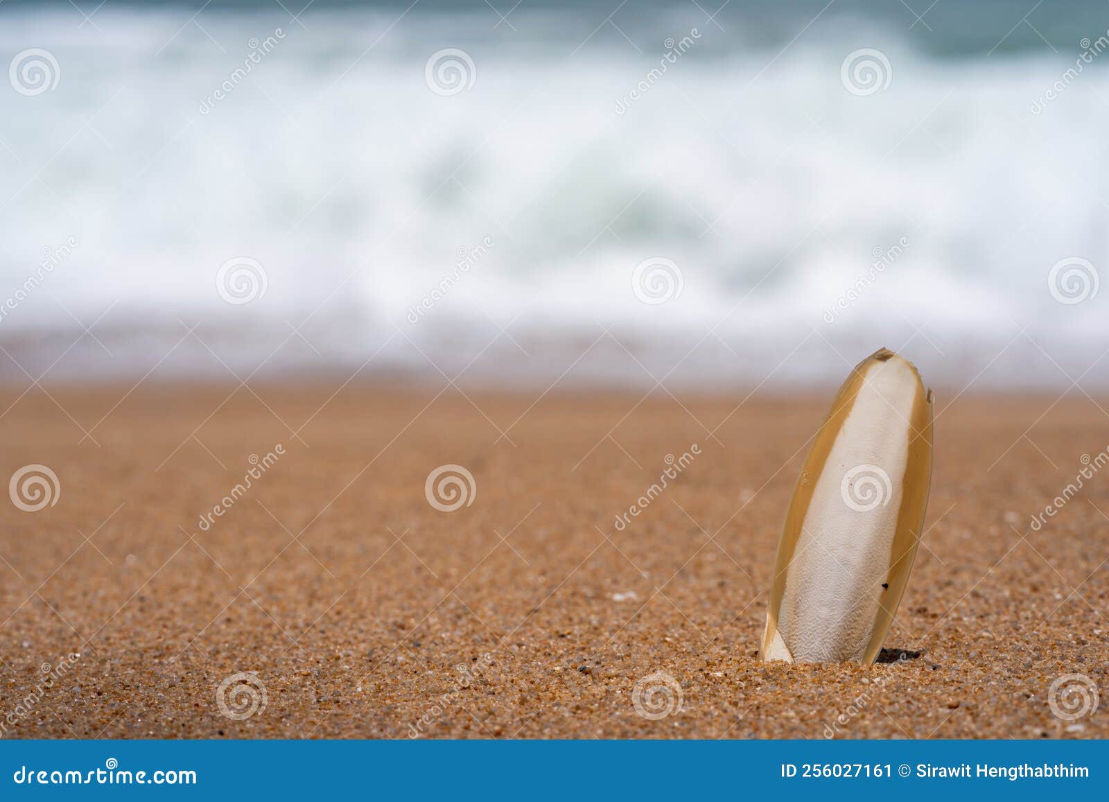 Cuttlefish Bone Wedged in the Sand on the Beach Stock Image - Image of ...