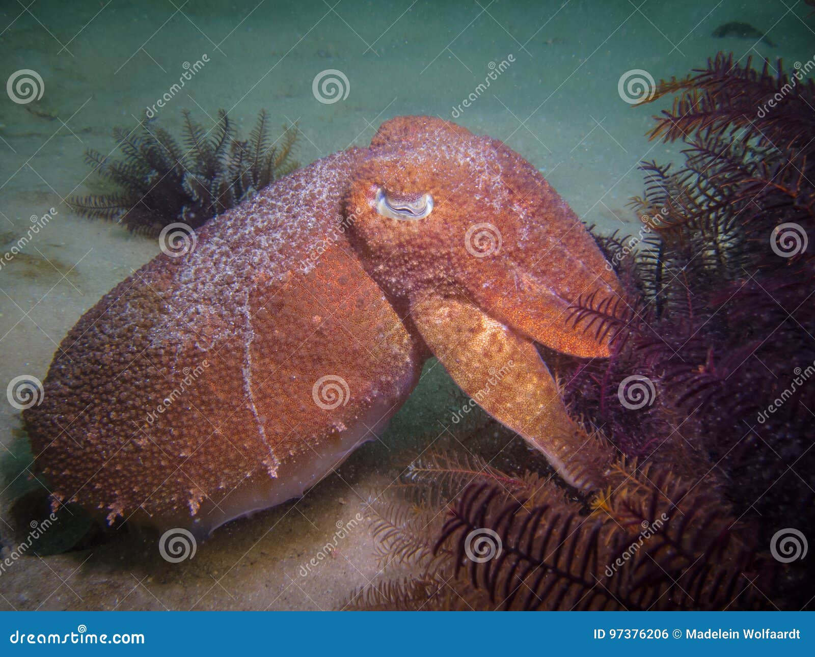 Cuttlefish on the bottom stock photo. Image of hiding - 97376206