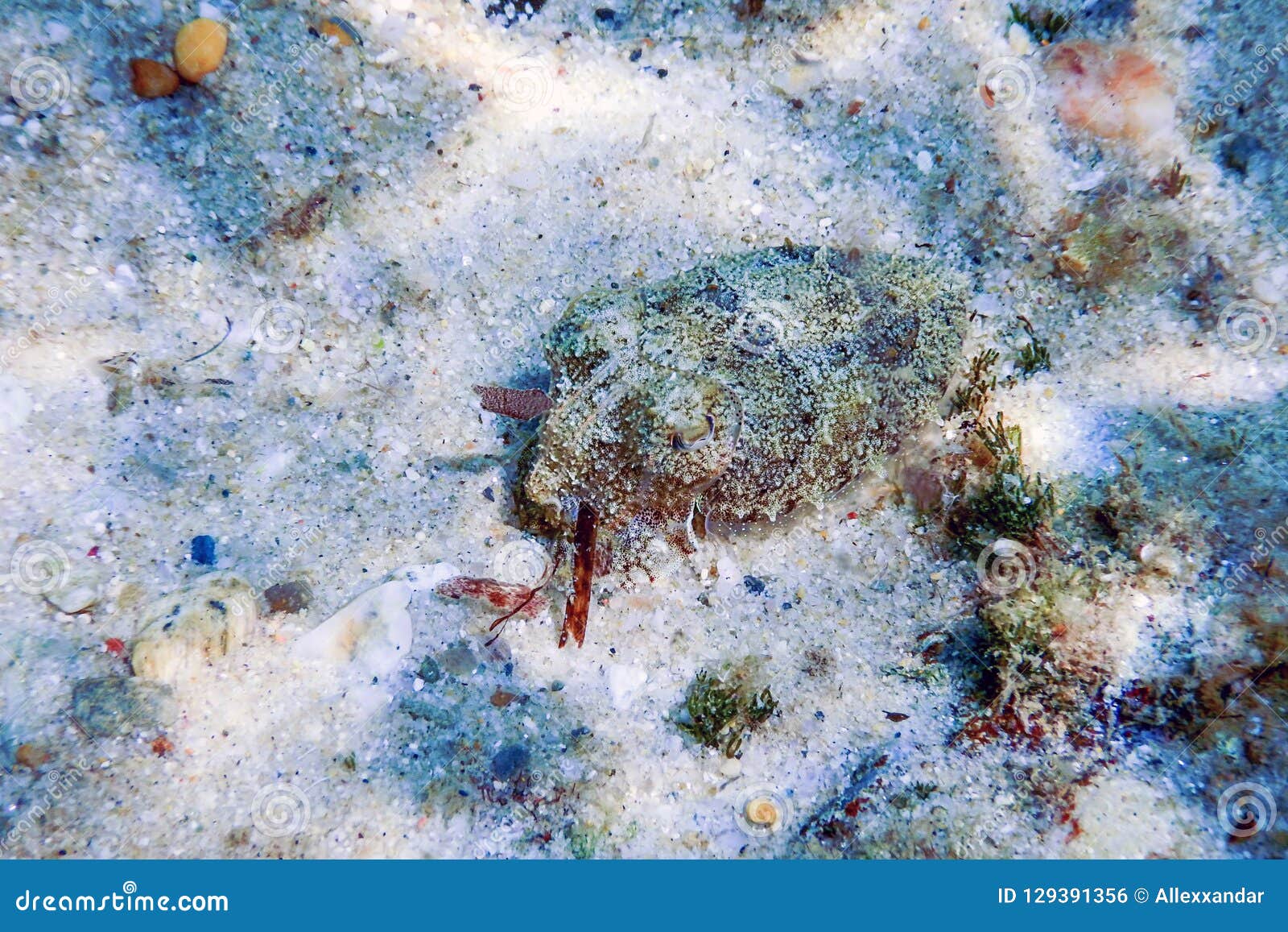Cuttlefish Camouflage. Cuttlefish Swimming Underwater Stock Photo ...