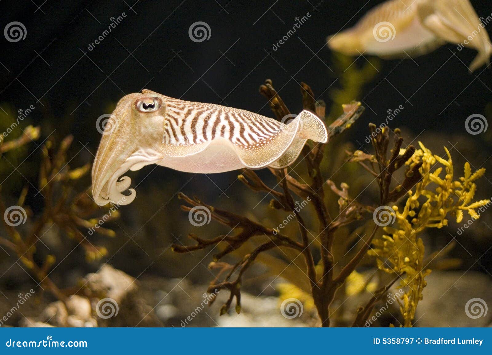 Cuttlefish Close stock image. Image of marine, mollusc - 5358797