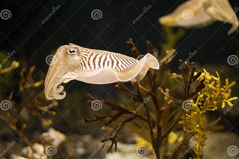 Cuttlefish Close stock image. Image of marine, mollusc - 5358797