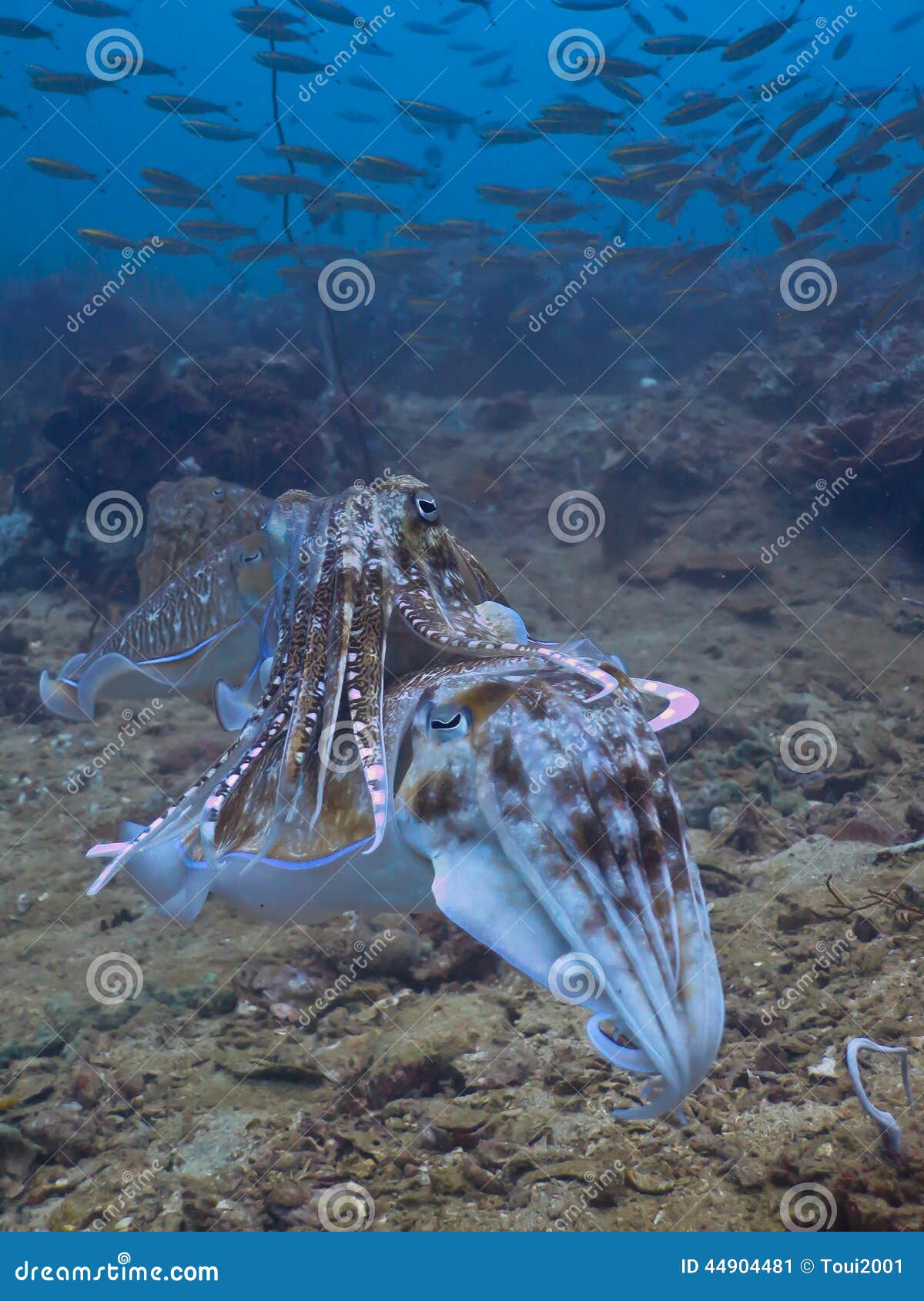 Cuttlefish stock image. Image of detail, water, asia - 44904481